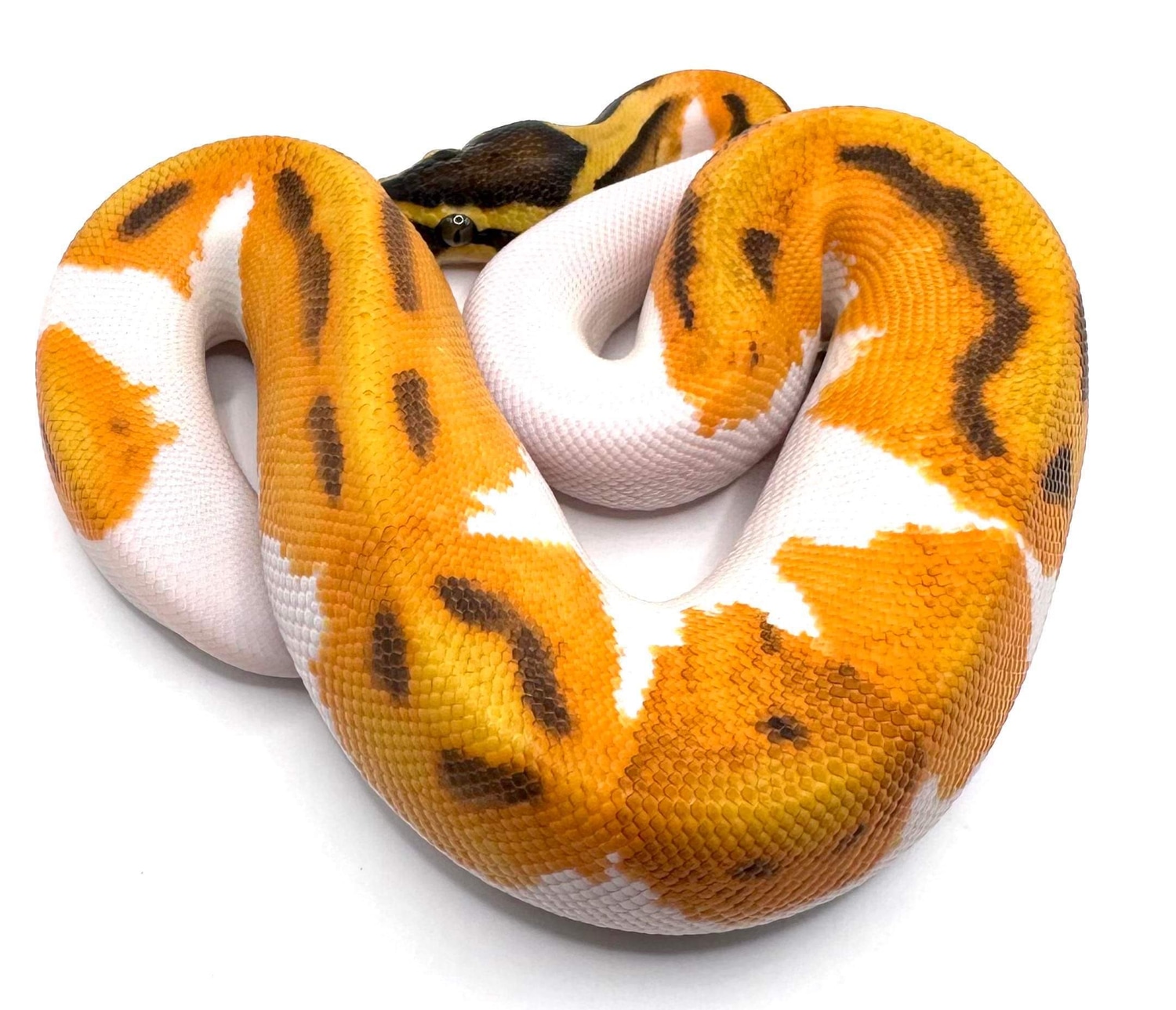 Orange Dream YB/Gravel Pied Ball Python by Good Guy Reptile Family ...