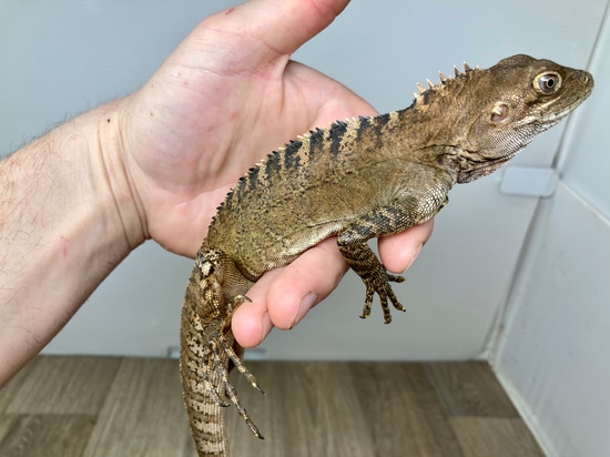 PAIR Hypsilurus Godeffroyi More Lizard by Good Guy Reptile Family