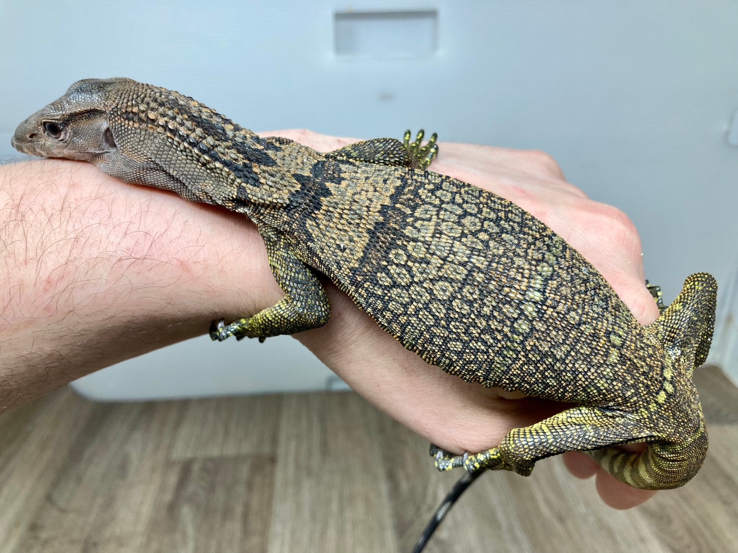 Well Started Beautiful Rudy Black Roughneck Monitor by Good Guy Reptile ...