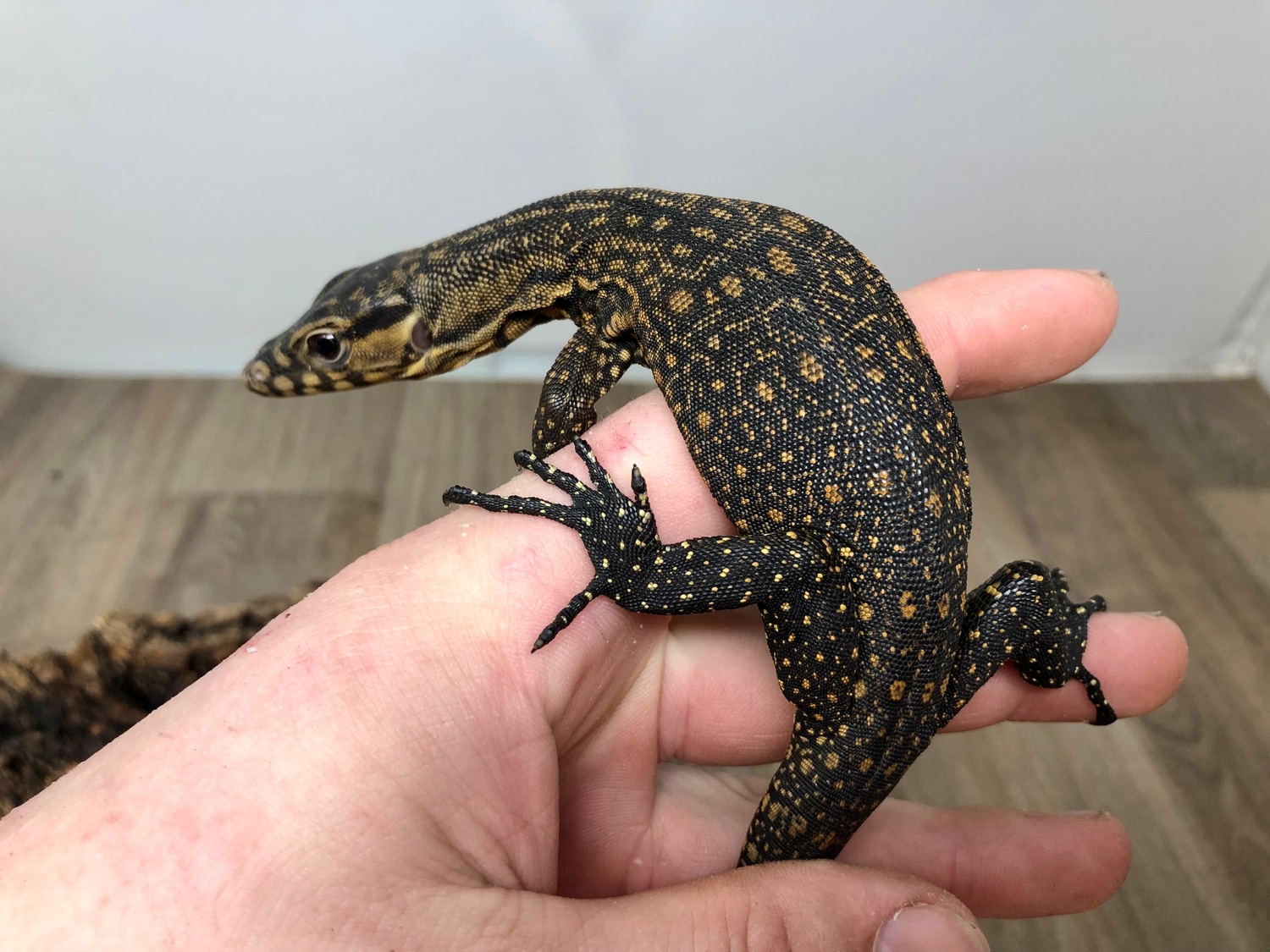 Obi Island Water Monitor by Good Guy Reptile Family - MorphMarket