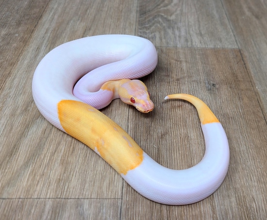 Banana Albino/Candy/Candino Pos Russo Pied Ball Python by Good Guy ...