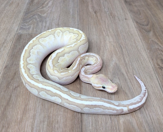 Bamboo Black Pastel Yellow Belly Pos Chocolate Ball Python by Good Guy ...