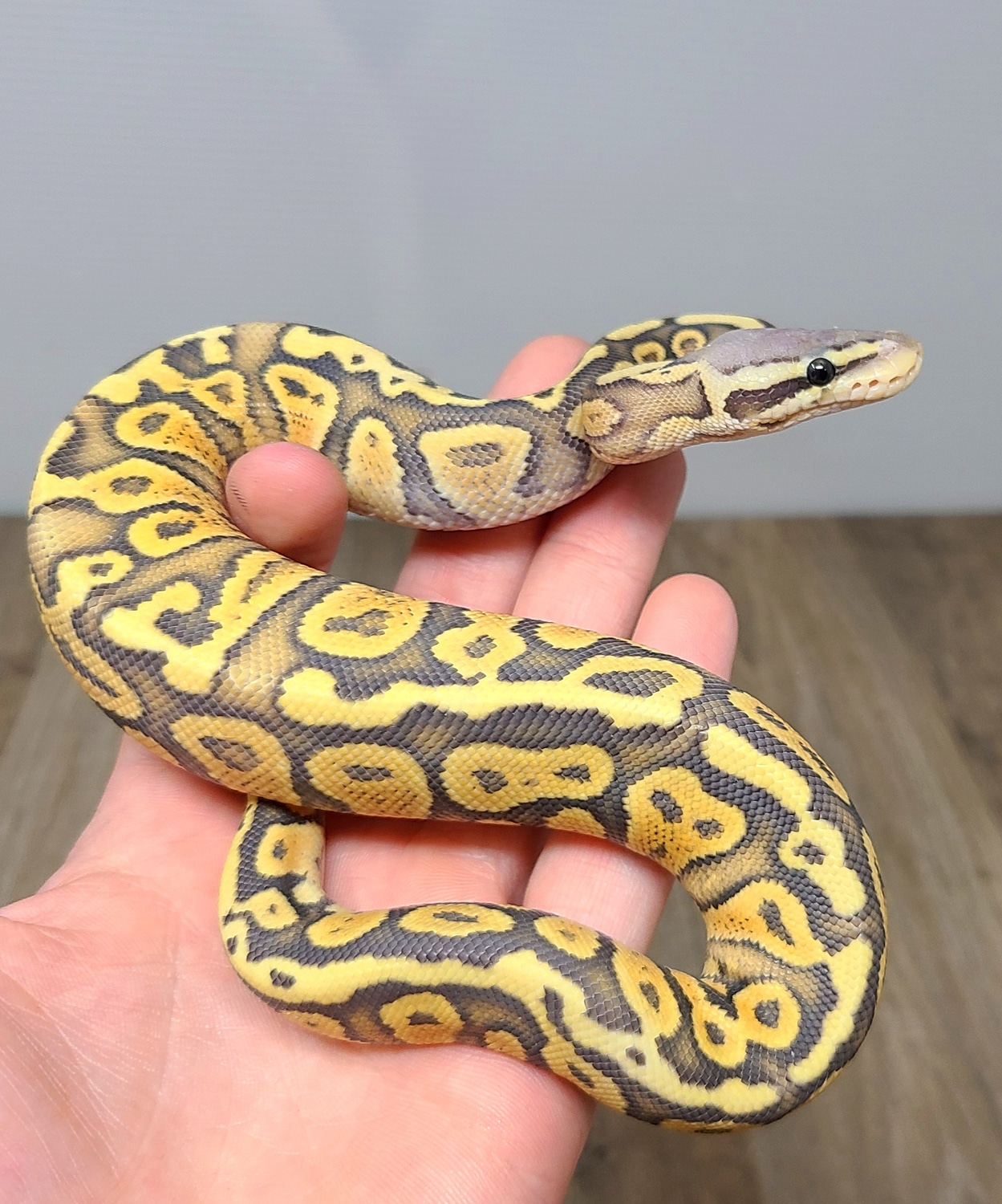 Pastel GHI Ghost Spark Ball Python by Good Guy Reptile Family - MorphMarket