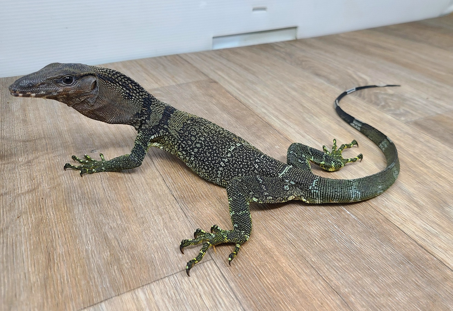 Roughneck Monitor Black Roughneck Monitor by Good Guy Reptile Family ...