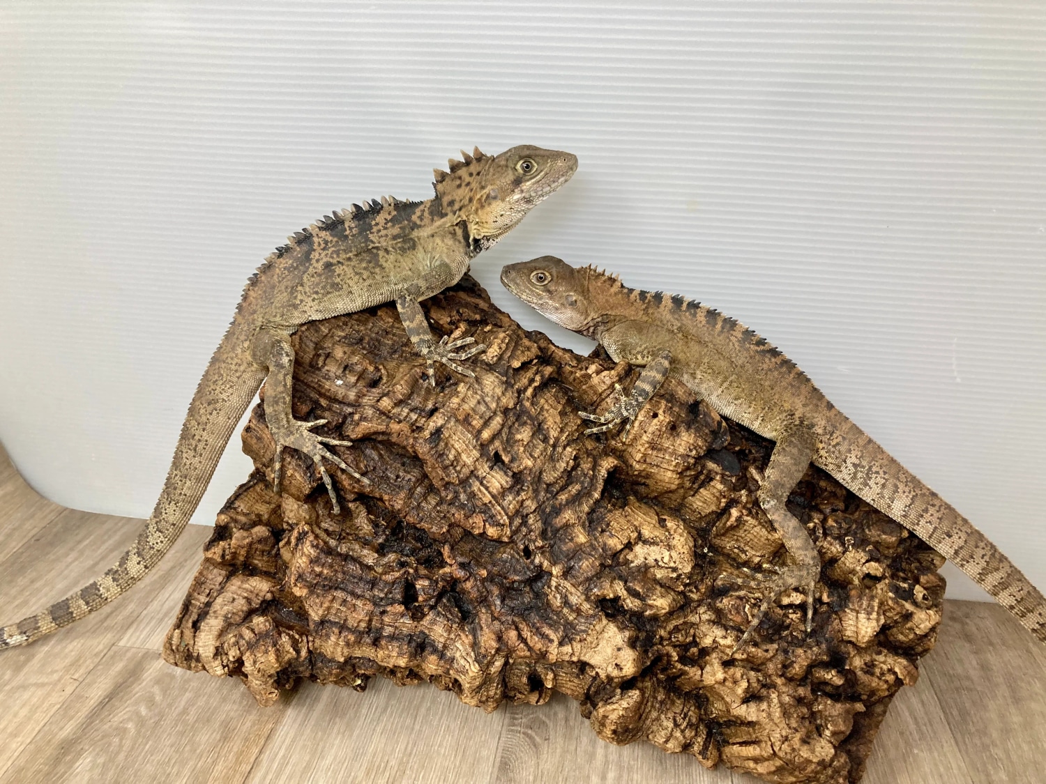 PAIR Hypsilurus Magnus More Lizard by Good Guy Reptile Family - MorphMarket