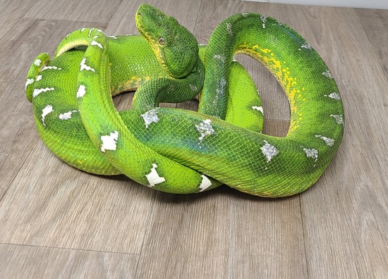 Emerald Tree Boa Northern Emerald Tree Boa by Good Guy Reptile Family
