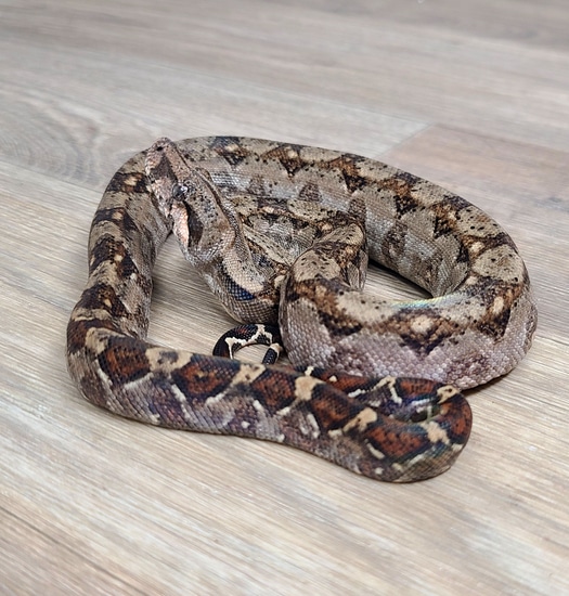 Central American Red Tail Boa Boa Constrictor by Good Guy Reptile Family