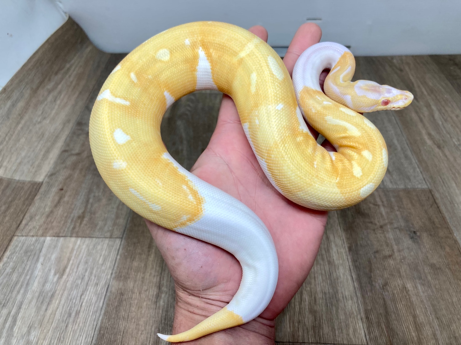 Albino Pied Holdback Ball Python by Good Guy Reptile Family - MorphMarket