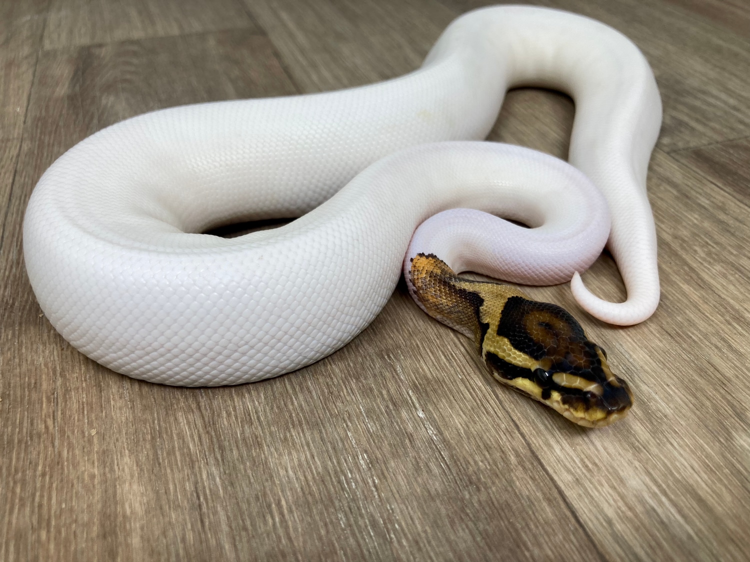 High White Pied 100% Het Ghost Ball Python by Good Guy Reptile Family ...