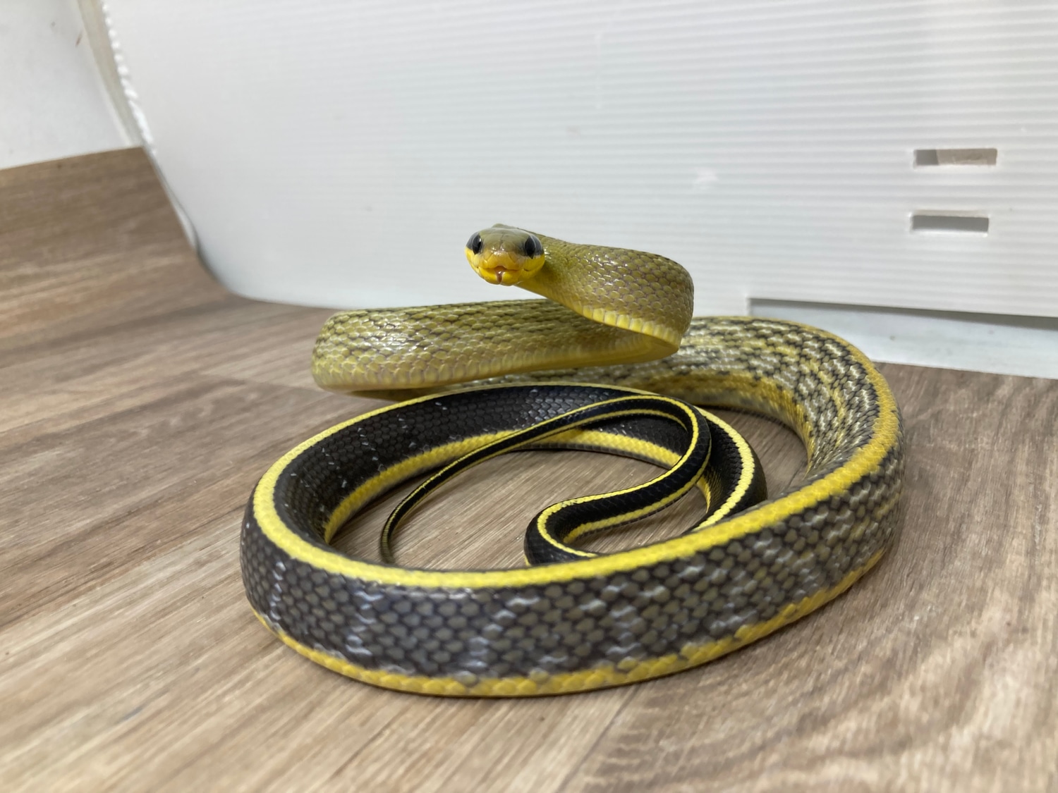 PAIR Sumatran Cave Dwelling Beauty Rat Snake by Good Guy Reptile Family ...