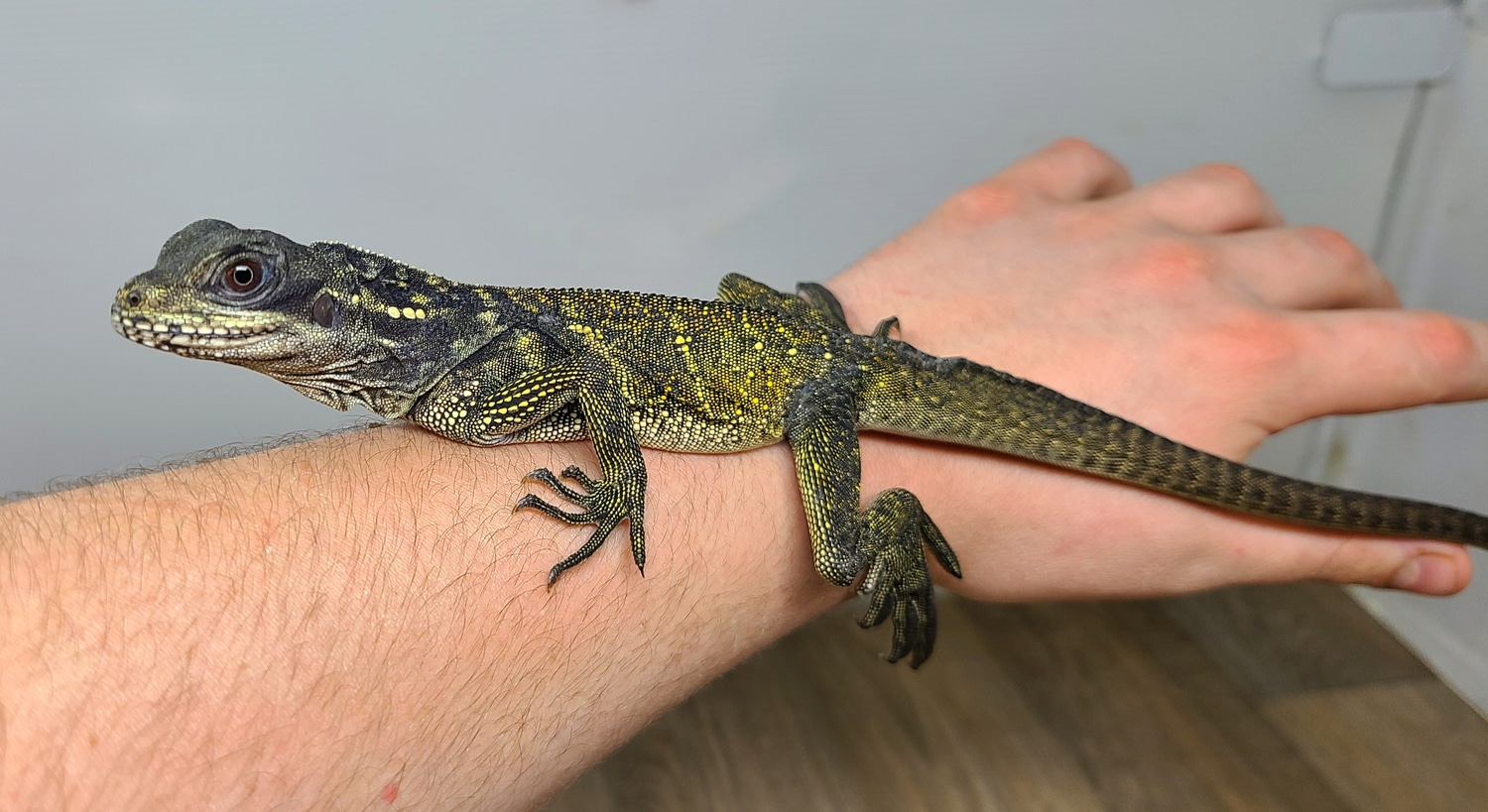 Giant Microlophus Sailfin Dragon by Good Guy Reptile Family - MorphMarket