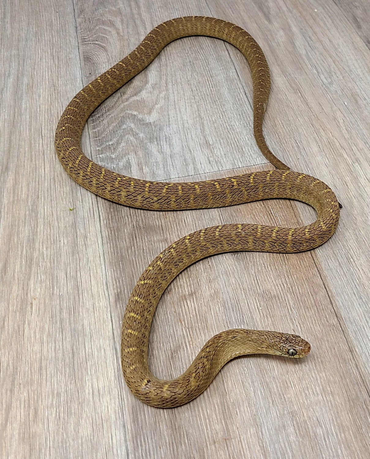 Central African Egg Eating Snake (Dasypeltis Fasciata) More Colubrid by ...