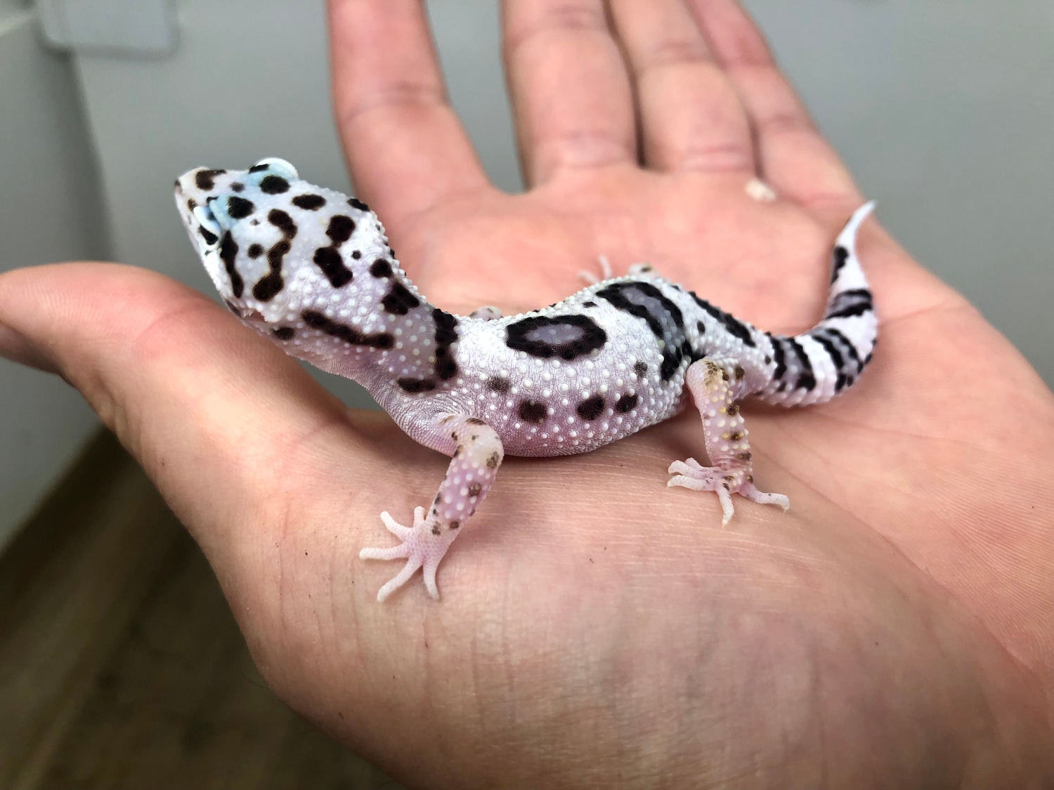 Mack Snow Jungle Leopard Gecko by Good Guy Reptile Family - MorphMarket