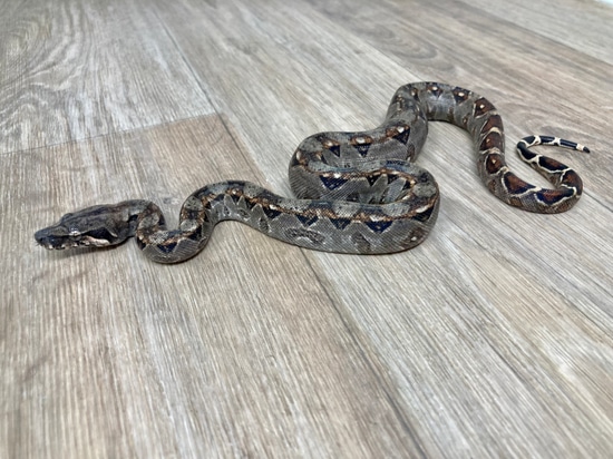 Wholesale Central American Red Tail Boas Boa Constrictor by Good Guy ...