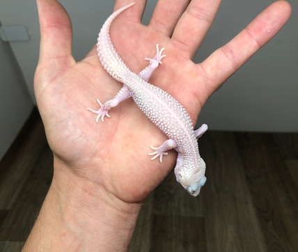 Mack Super Snow Albino Leucistic Leopard Gecko by Good Guy Reptile ...