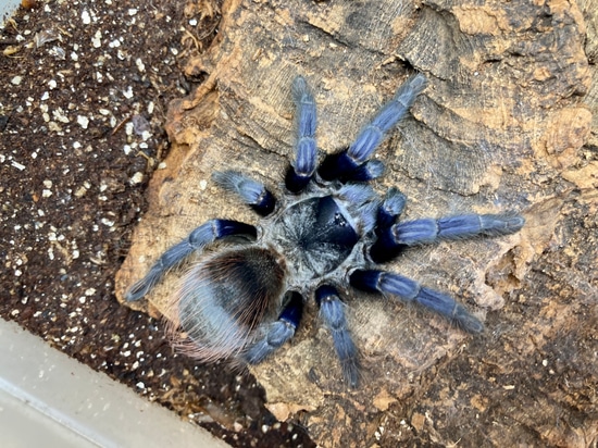 Brazilian Blue Violet (Pterinopelma Sazimai) Tarantula by Good Guy ...