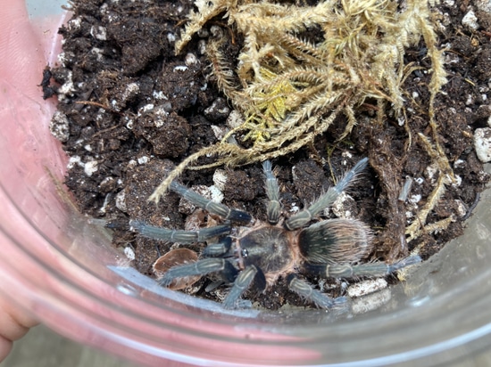 2"+ Piura Bird Eater (Theraphosinae Spp.) Tarantula by Good Guy Reptile ...