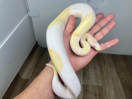 Mojave Albino PIED *Hold Back* Ball Python by Good Guy Reptile Family