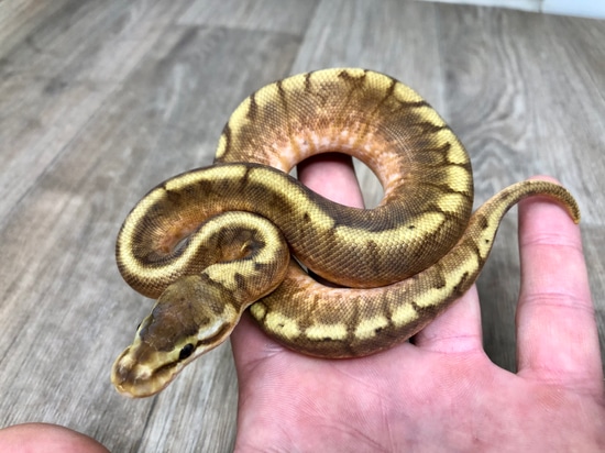 Sunset Spider Ball Python by Good Guy Reptile Family