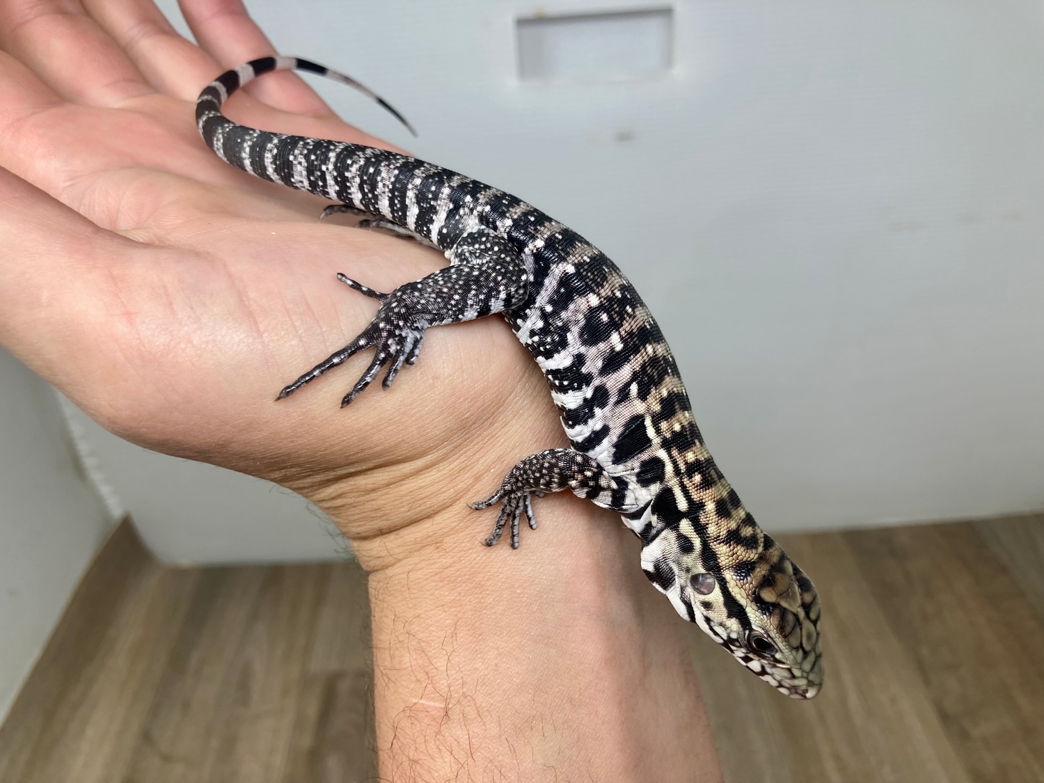 Purple Tegu Argentine Tegu by Good Guy Reptile Family - MorphMarket