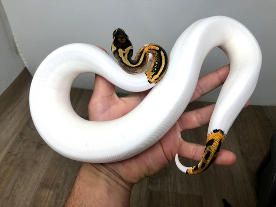 420g Pumpkin (YB) Pied Ball Python by Good Guy Reptile Family