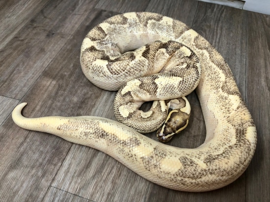 Bamboo Enchi Black Pastel YB Ball Python by Good Guy Reptile Family