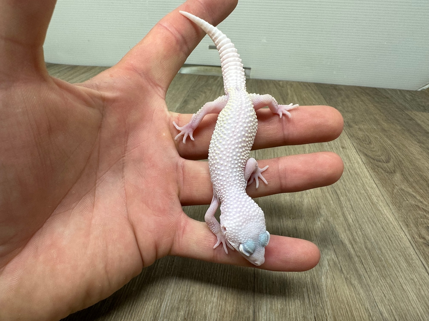 Blazing Blizzard Female Leopard Gecko by Good Guy Reptile Family ...