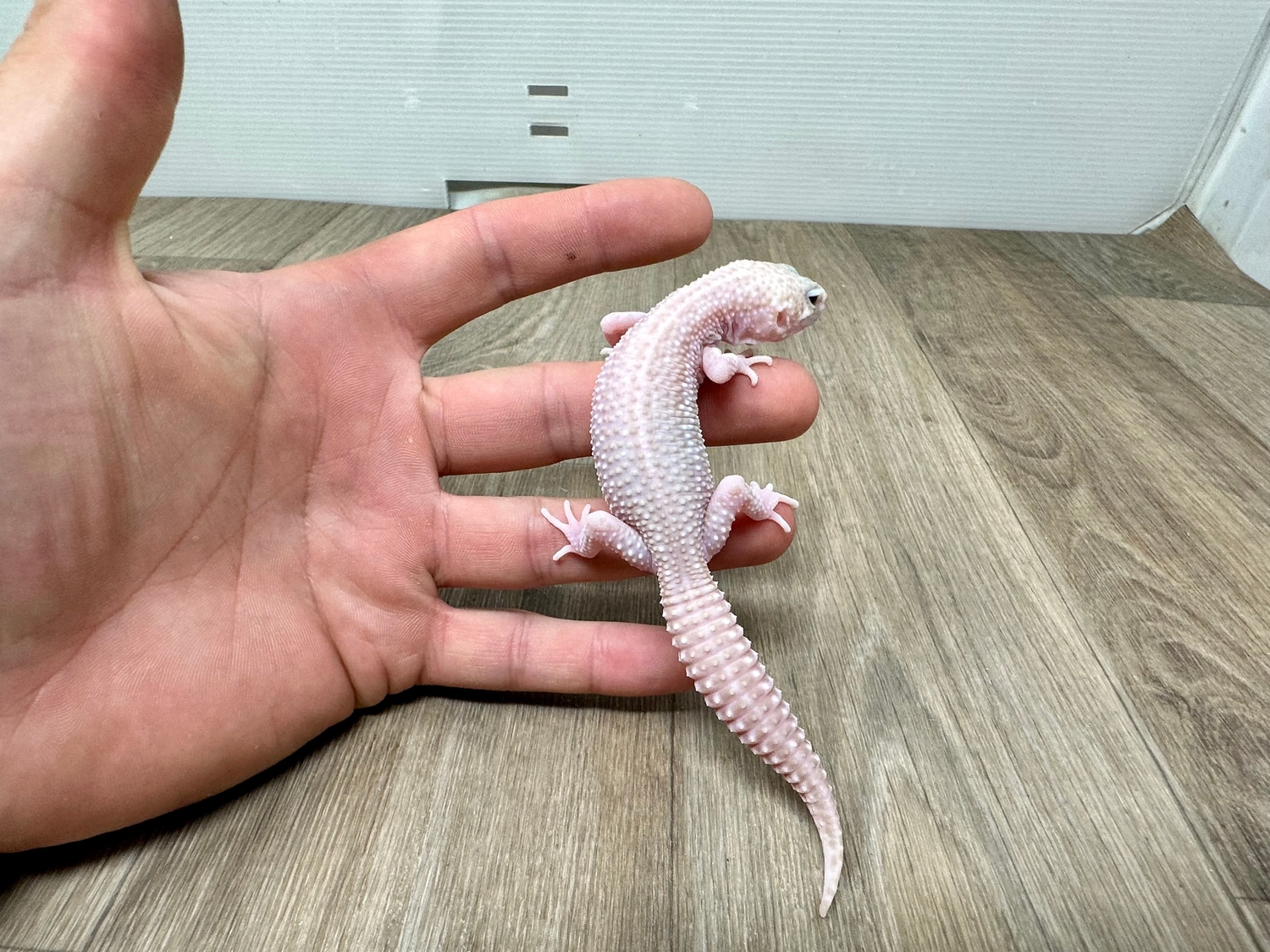 Mack Super Snow Albino Leucistic Leopard Gecko by Good Guy Reptile ...