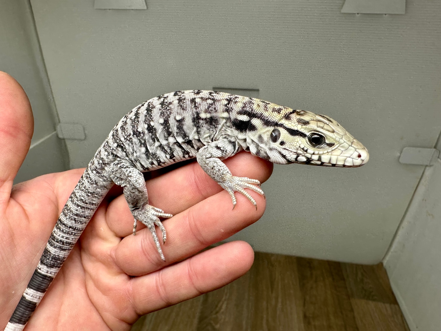 Anery Red Salvator Tegu by Good Guy Reptile Family - MorphMarket