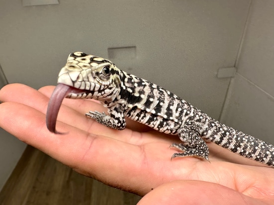 Silver Flame Argentine Tegus by Good Guy Reptile Family