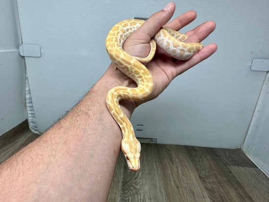 Pearl Burmese Python by Good Guy Reptile Family