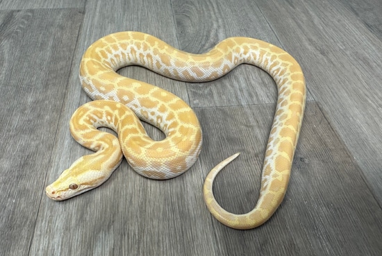 Pearl Burmese Python by Good Guy Reptile Family