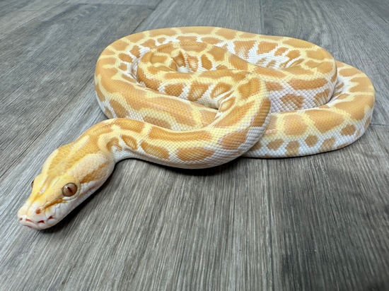 Pearl Burmese Python by Good Guy Reptile Family