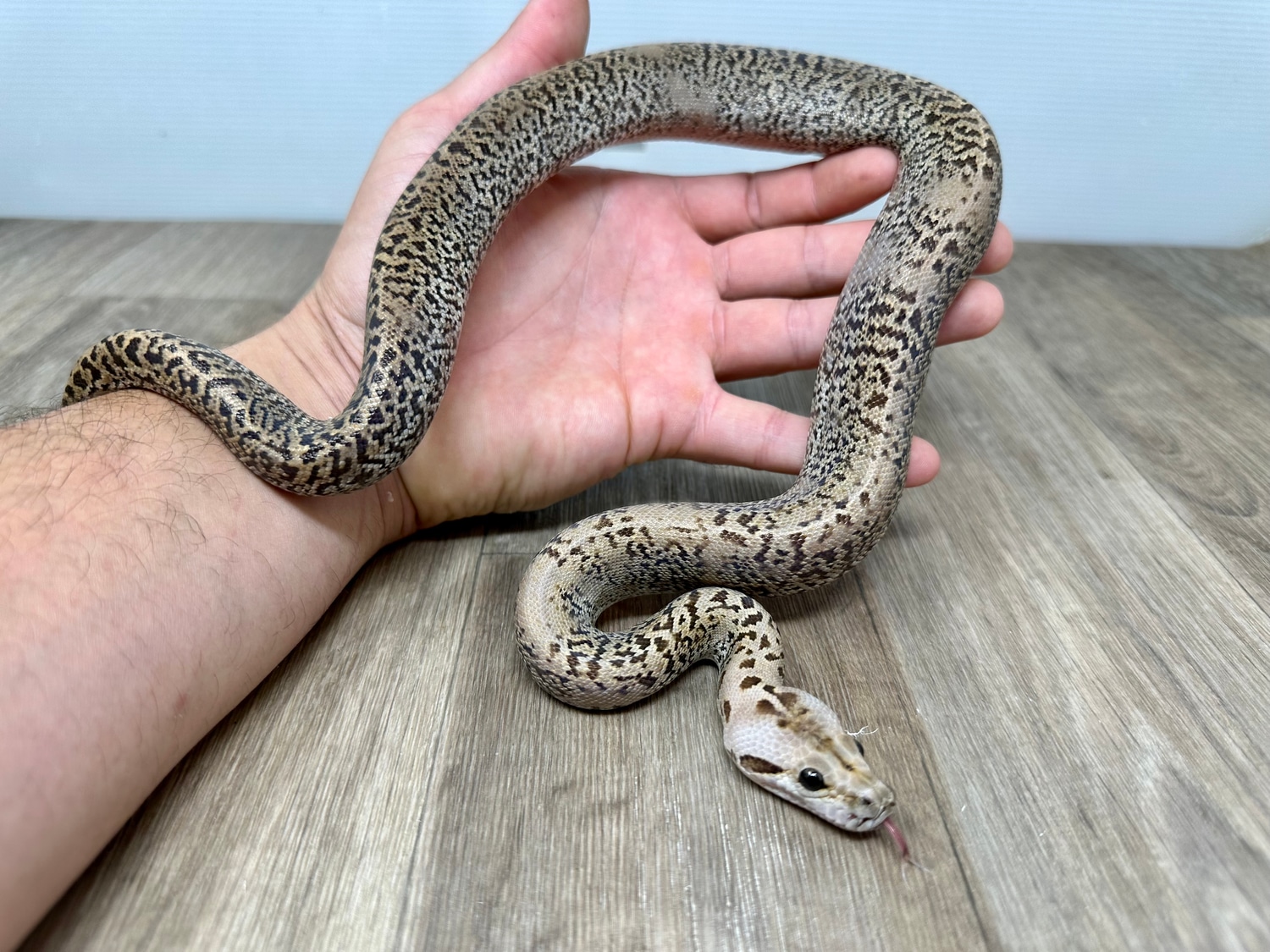 Reduced Pattern Granite Burmese Python by Good Guy Reptile Family ...