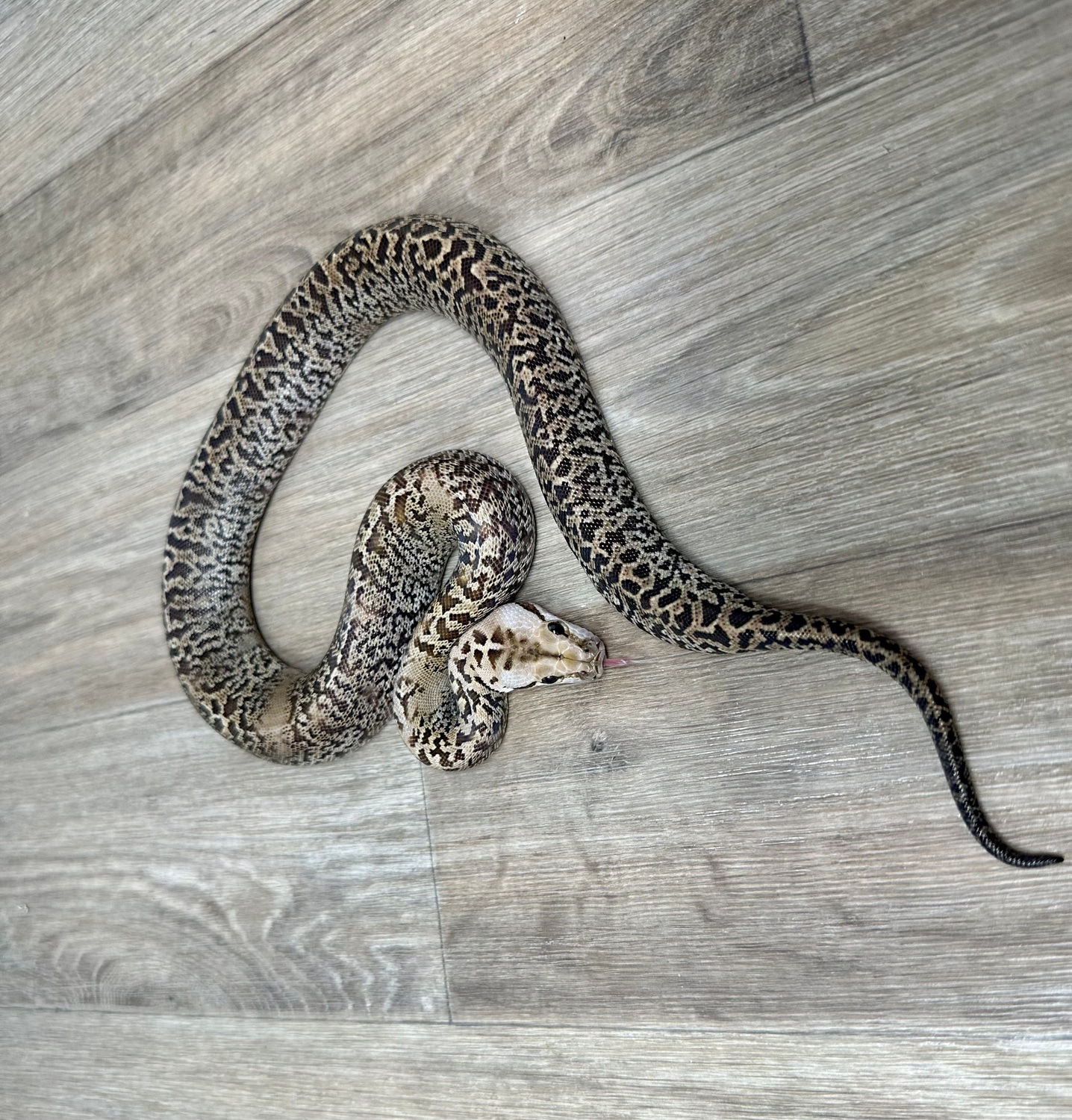 Reduced Pattern Granite Burmese Python by Good Guy Reptile Family ...