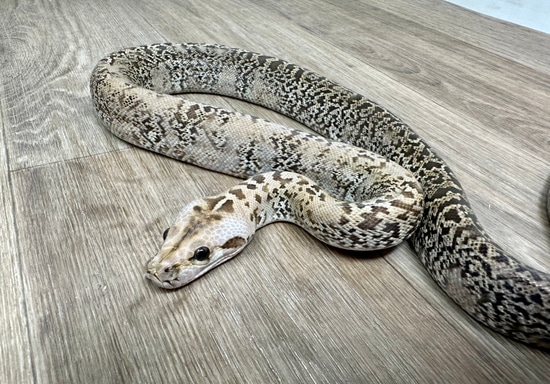 Reduced Pattern Granite Burmese Python by Good Guy Reptile Family