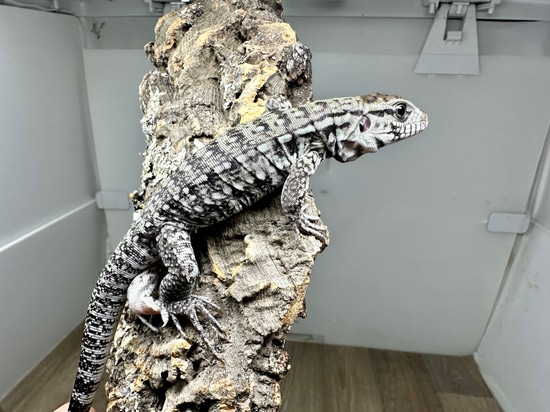 HIGH WHITE Purple Male Argentine Tegus by Good Guy Reptile Family