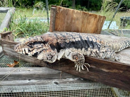 Purple Titanium Het Albino MASSIVE Argentine Tegus by Good Guy Reptile ...