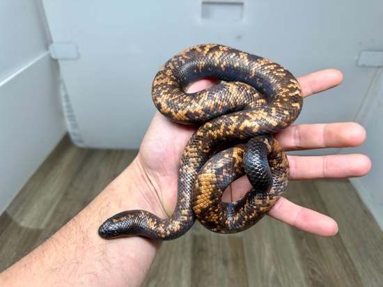 Calabar’s Burrowing Python LTC More Python by Good Guy Reptile Family