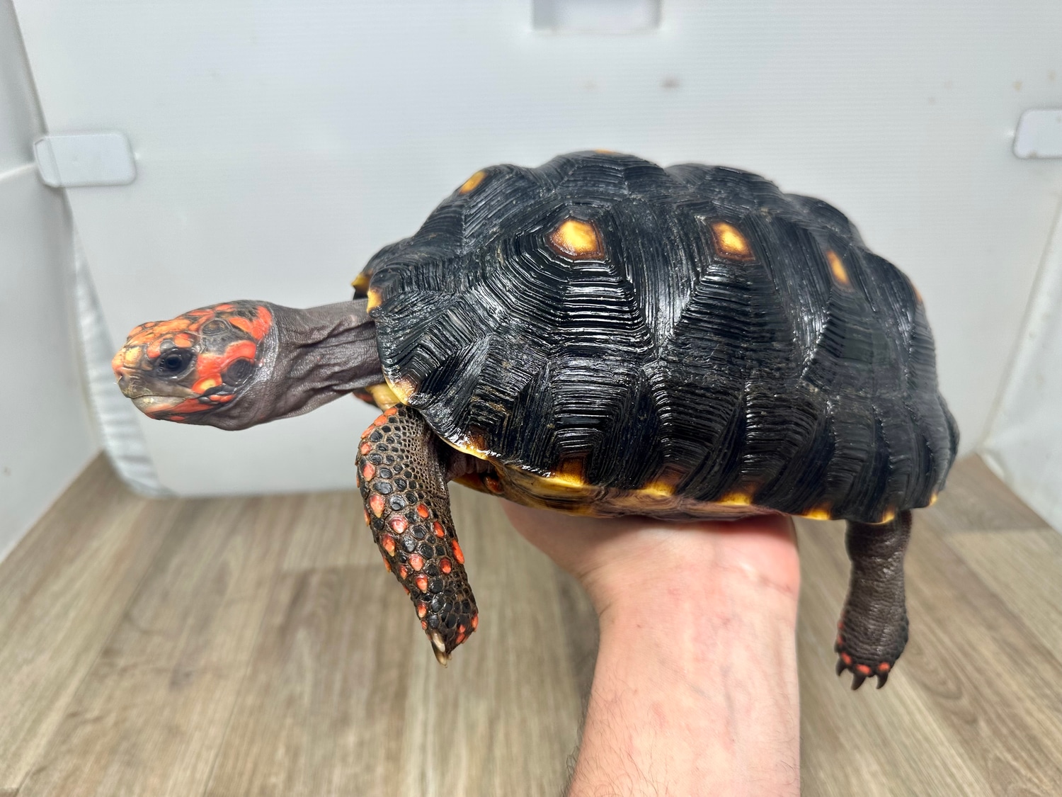 9” Cherry Head Red-Footed Tortoise by Good Guy Reptile Family - MorphMarket