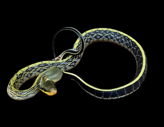 Borneo Cave Dwelling (Grabowski) Beauty Rat Snake by Good Guy Reptile ...