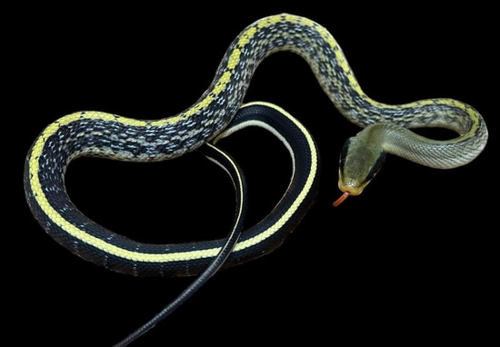 Borneo Cave Dwelling (Grabowski) Beauty Rat Snake by Good Guy Reptile ...