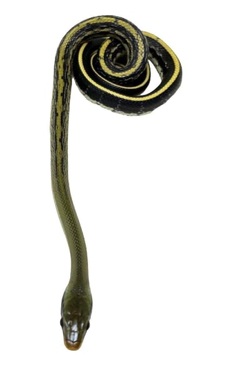 Borneo Cave Dwelling (Grabowski) Beauty Rat Snake by Good Guy Reptile ...