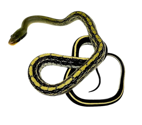 Borneo Cave Dwelling (Grabowski) Beauty Rat Snake by Good Guy Reptile ...