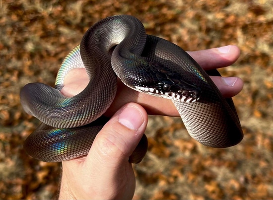 Southern Female White-Lipped Python by Good Guy Reptile Family
