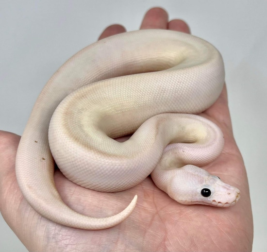 Ivory Ball Python by Good Guy Reptile Family