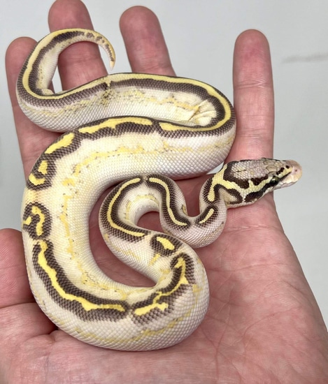 Pastel Freeway (Pos Super Pastel) Ball Python by Good Guy Reptile Family