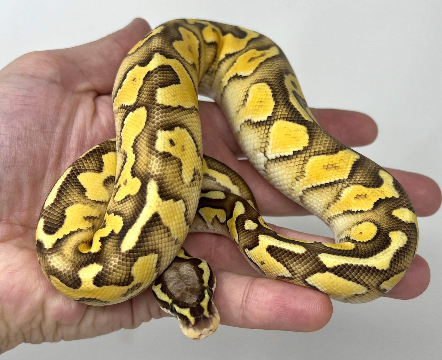 Orange Dream Pastel Butter Ball Python by Good Guy Reptile Family ...