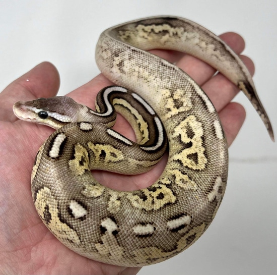 Pewter YB *FREE SHIPPING* Ball Python by Good Guy Reptile Family