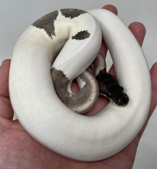 Gray Matter Ball Python by Good Guy Reptile Family